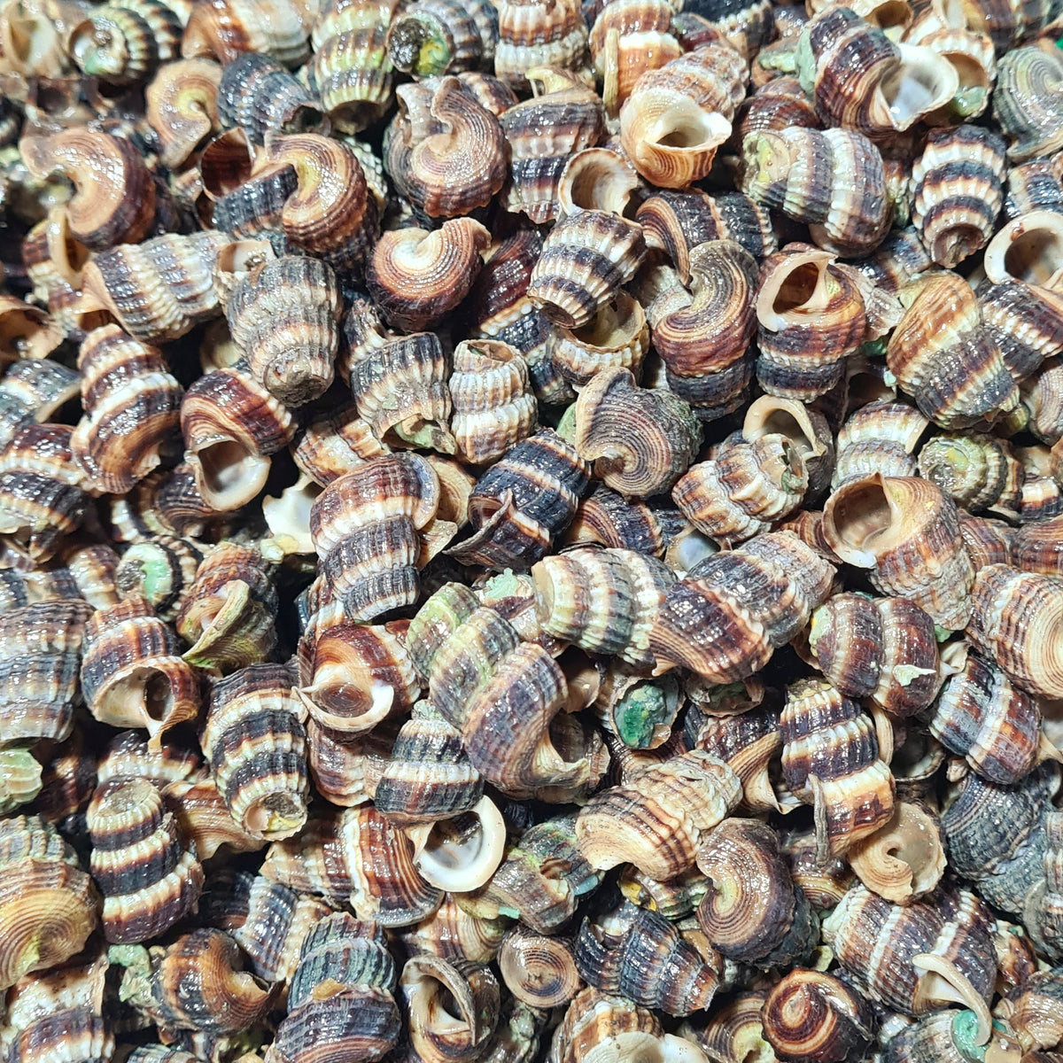 Cut Choot Choot Siput (1kg) – Guang's Fresh Mart