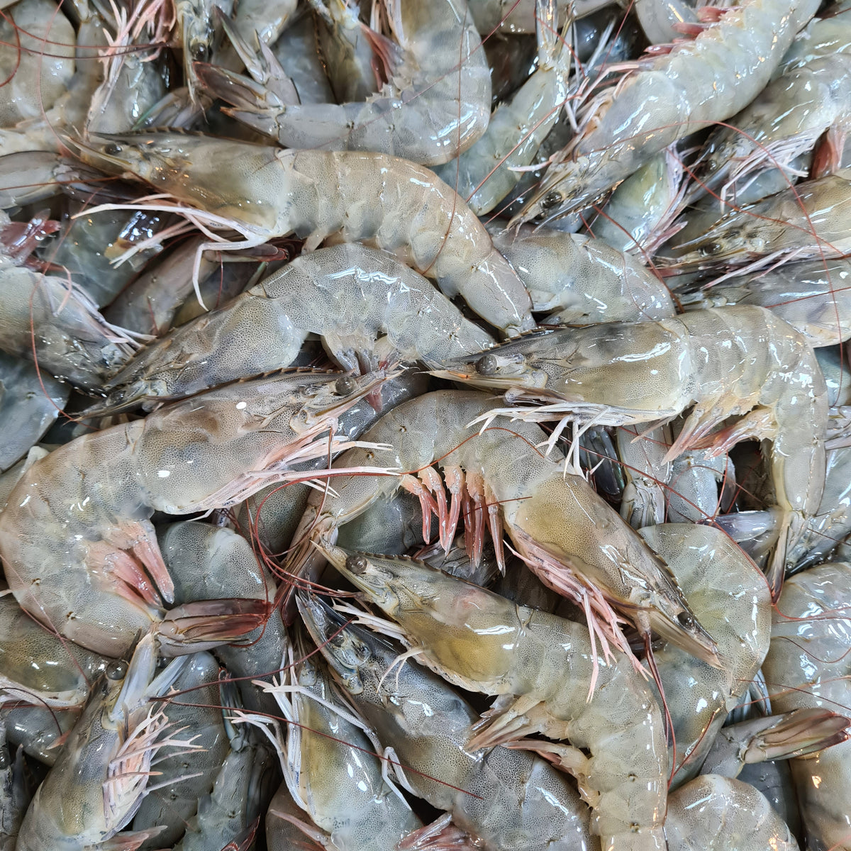 Large Grey Prawns (1kg) – Guang's Fresh Mart